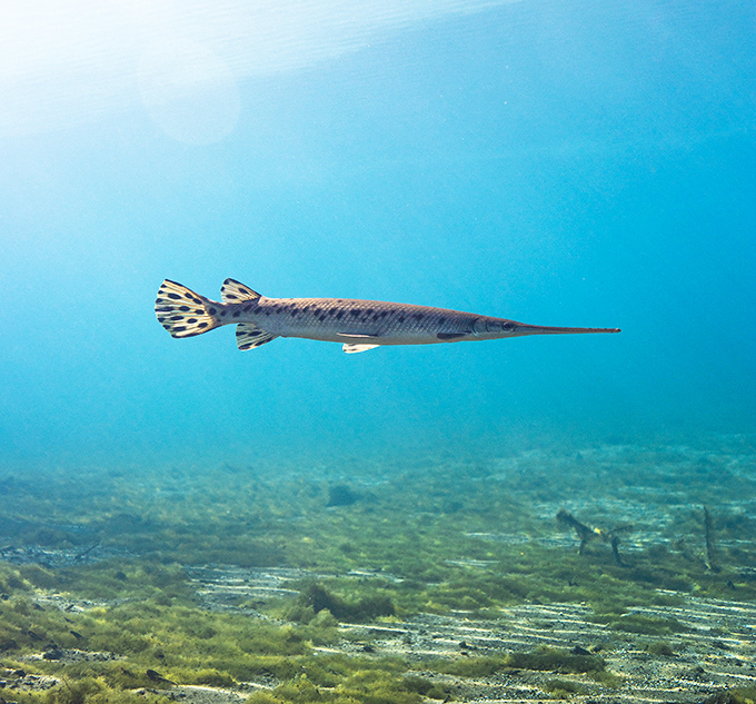 A longnose gar glides effortlessly through the crystal waters, an ancient species perfectly at home in this pristine environment.