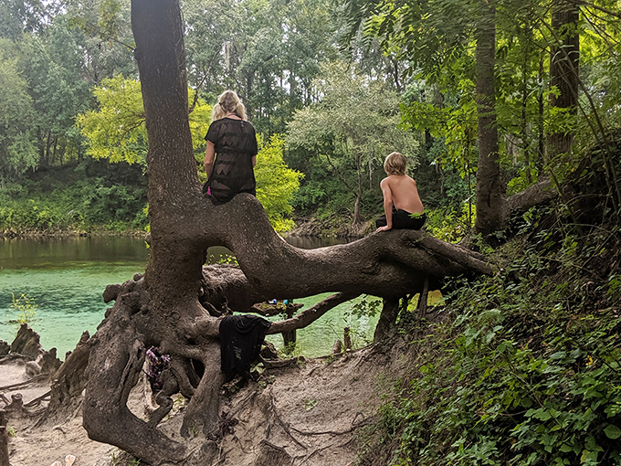 This twisted root system has entertained more children than any plastic jungle gym ever could.