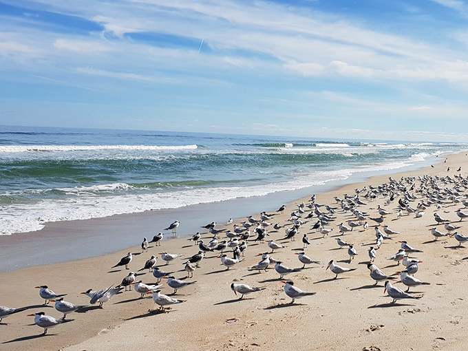 Seabirds hold an impromptu convention on Canaveral's shores, discussing the curious absence of hot dog vendors and volleyball nets.