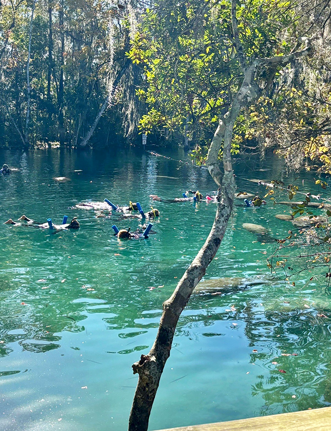Snorkelers drift in the springs' embrace, experiencing the underwater ballet of manatees in their natural element.