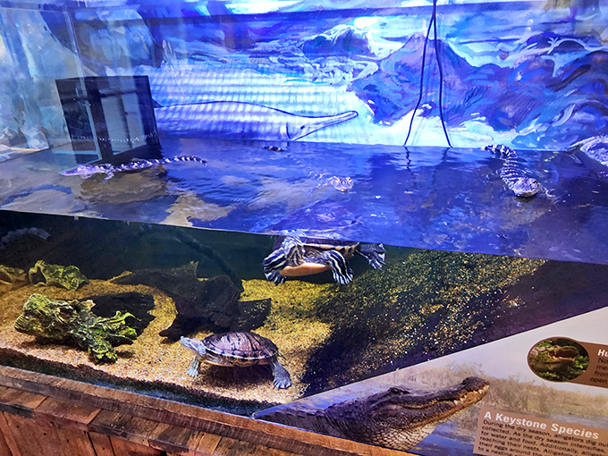 Turtles and alligators share aquatic real estate in this fascinating exhibit showcasing Florida's reptilian residents.
