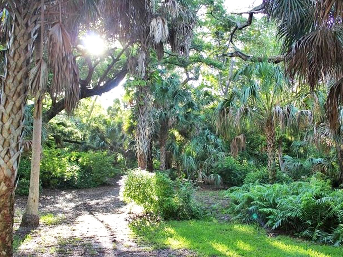 Sunlight filters through the canopy, creating a magical glow that transforms ordinary foliage into an enchanted Florida wonderland.