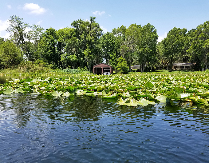 Water lilies spread across the surface like nature's own puzzle pieces, creating a floating garden that changes with every breeze.