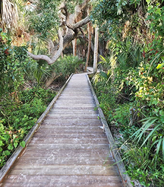 A boardwalk journey through Florida's coastal vegetation&mdash;like walking through the pages of a tropical botany textbook, but infinitely more pleasant.