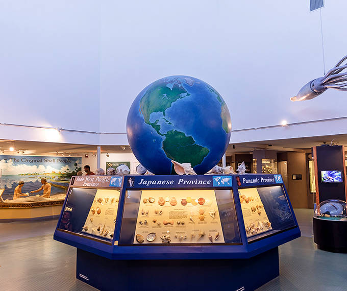 The globe display showcases shells from different marine provinces, offering a world tour of molluscan diversity without the jet lag.