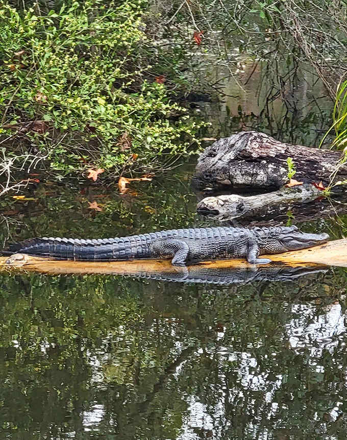 An alligator lounges with prehistoric confidence, reminding us that Florida's original residents had scales long before tourists had sunscreen.