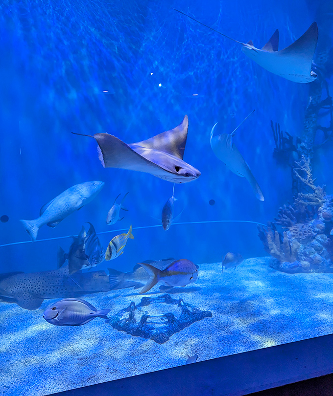 Elegant rays glide through crystal waters like underwater supermodels &ndash; nature's way of making fish look impossibly cool and collected.