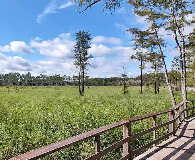 The boardwalk stretches into the distance, promising more discoveries around every bend, because good things take time.
