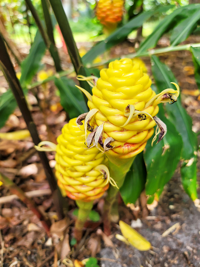 Vibrant yellow beehive ginger blooms add tropical punch to the garden understory, their unusual spiral form resembling nature's own architecture.