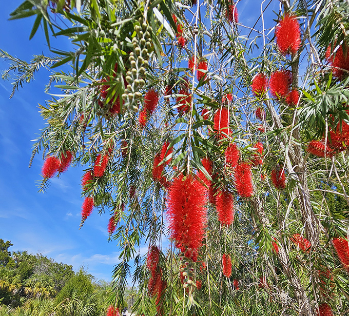 Bottlebrush trees explode with crimson blooms against the blue sky, nature's own fireworks display that doesn't frighten the local wildlife.