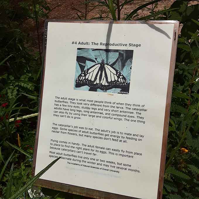 Educational displays transform casual visitors into informed butterfly enthusiasts, one fascinating life cycle fact at a time.