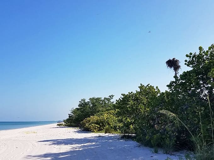 Coastal vegetation frames the beach like nature's own landscaping, reminding us that Florida knew what it was doing long before we arrived.