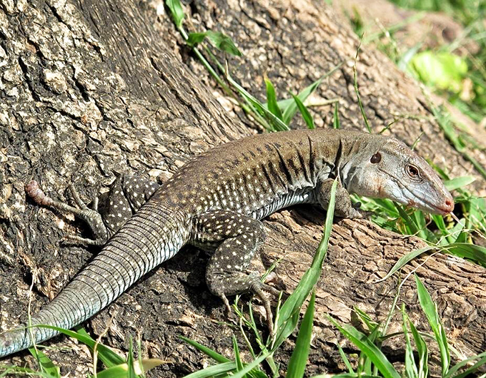 The common Puerto Rican ameiva basks in dappled sunlight, its prehistoric appearance a reminder that Florida's wild residents predate us all.