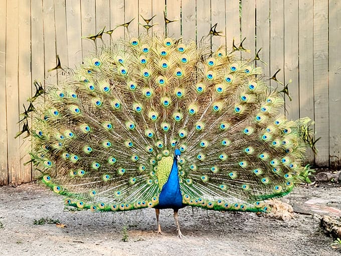 This peacock struts around like it's the most impressive animal here, apparently unaware it's sharing space with literal dinosaur descendants.