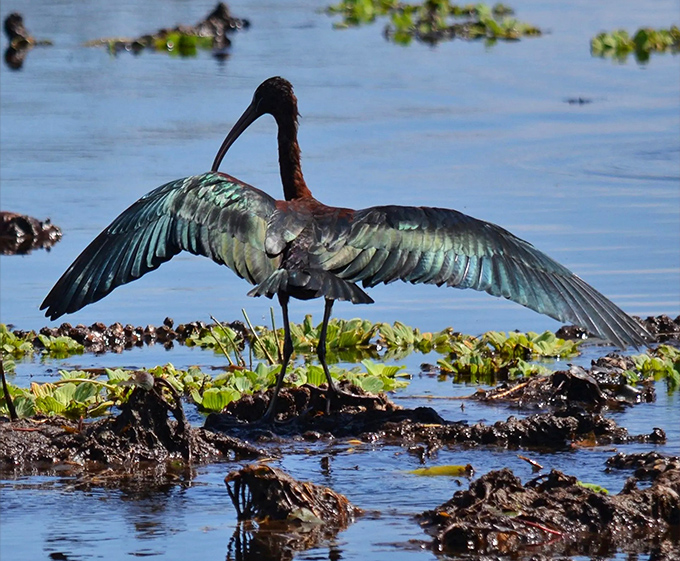 The glossy ibis spreads its wings in a morning stretch, showing off iridescent feathers that shimmer like oil on water.