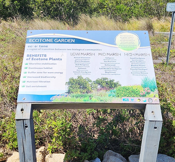 Nature's neighborhood boundaries: The ecotone garden demonstrates how different plant communities create transition zones vital to coastal health.
