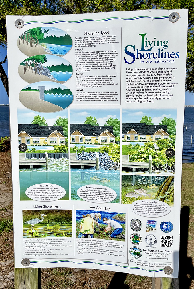 Educational displays like this one about living shorelines help visitors understand how natural coastal features protect both wildlife habitats and human communities.