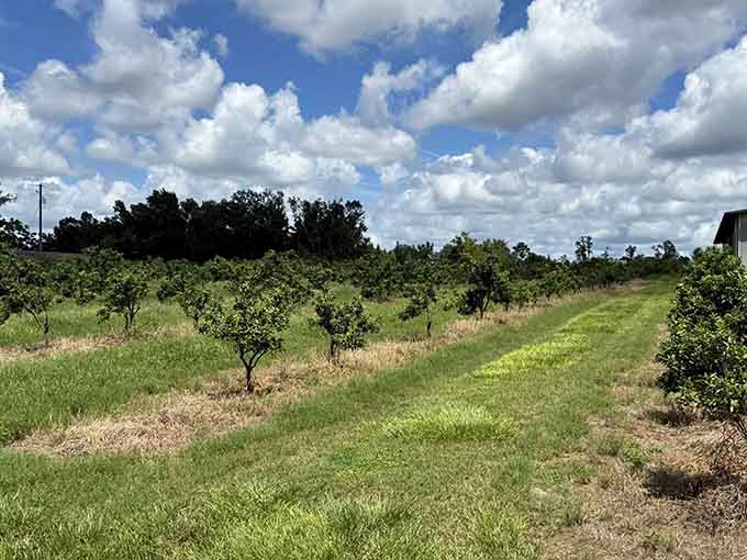 The kumquat groves stretch across the Florida landscape, row after row of trees producing the state's tiniest and most personality-packed citrus crop.