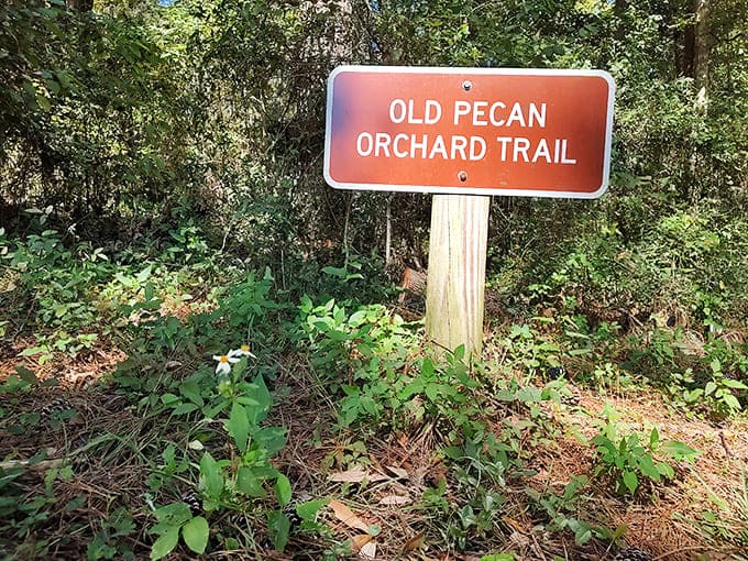 The Old Pecan Orchard Trail reminds visitors that this land has served many purposes over the years, each leaving its own subtle mark.