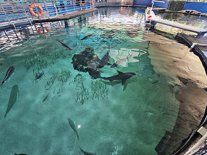 The shark zone lets you observe these apex predators safely, appreciating their power without becoming part of the food chain.