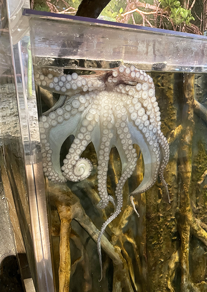 An octopus displays its remarkable intelligence and dexterity, eight arms orchestrating a ballet of movement that mesmerizes onlookers.