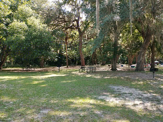 Picnic areas scattered throughout Salt Springs offer shaded respite and the perfect spot for between-swim snacks.