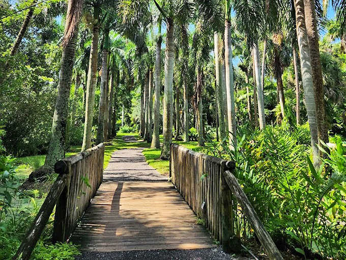 Stately palms create nature's colonnade, a living hallway where dappled sunlight plays hide-and-seek along the wooden walkway.