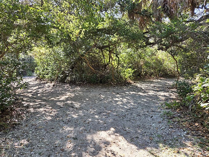 When trails fork like this, both paths lead somewhere interesting&mdash;it's like life, but with better signage and fewer regrets.