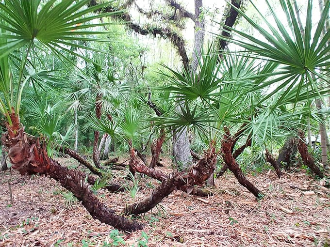 Native saw palmetto plants thrive on the grounds, reminding visitors that respecting existing ecosystems is fundamental to truly sustainable development.