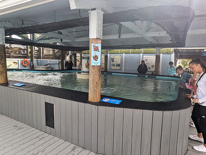 The touch tank brings underwater curiosities to fingertip level, creating memorable tactile experiences that textbooks simply cannot provide.