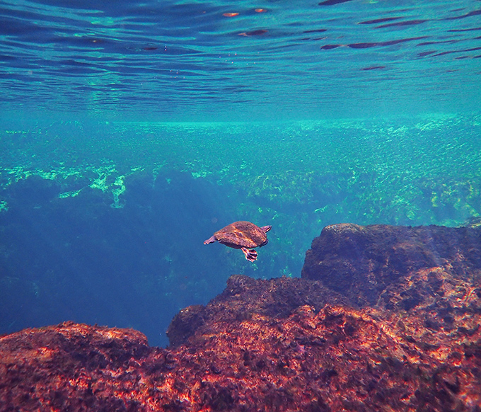 A turtle glides through its underwater kingdom, moving with the unhurried confidence of someone who knows they'll outlive us all.