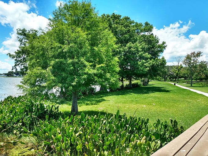 Trees that have seen decades of visitors and still generously provide shade, like nature's own air conditioning system.