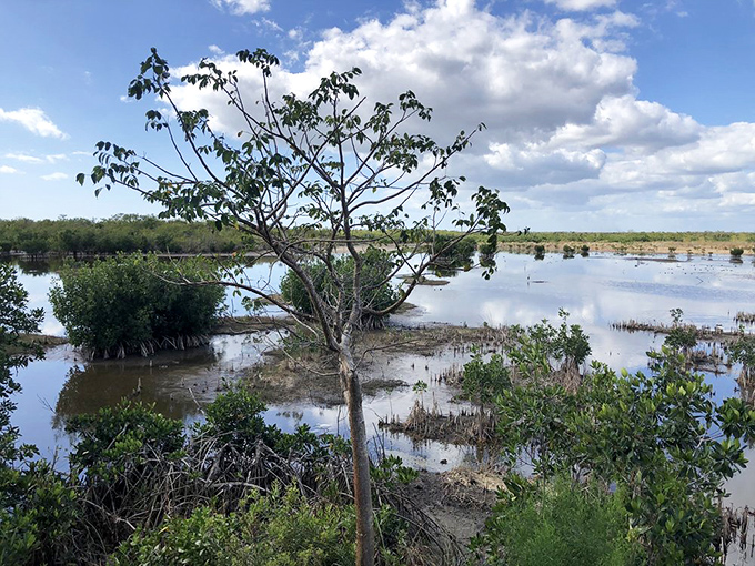 The marsh stretches out like nature's own infinity pool, where the only thing more abundant than the water is the wildlife calling it home.