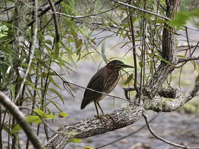 A green heron striking a pose like it knows exactly how photogenic it is, because it does.