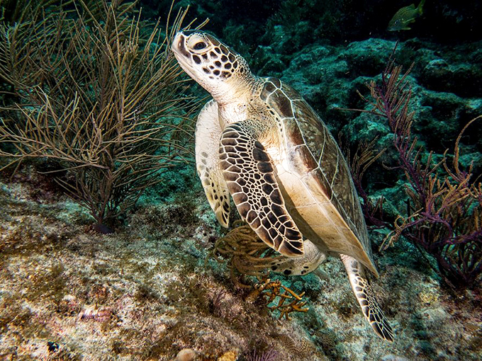 Green sea turtles &ndash; the wise elders of the reef who've perfected the art of looking simultaneously ancient and adorable.