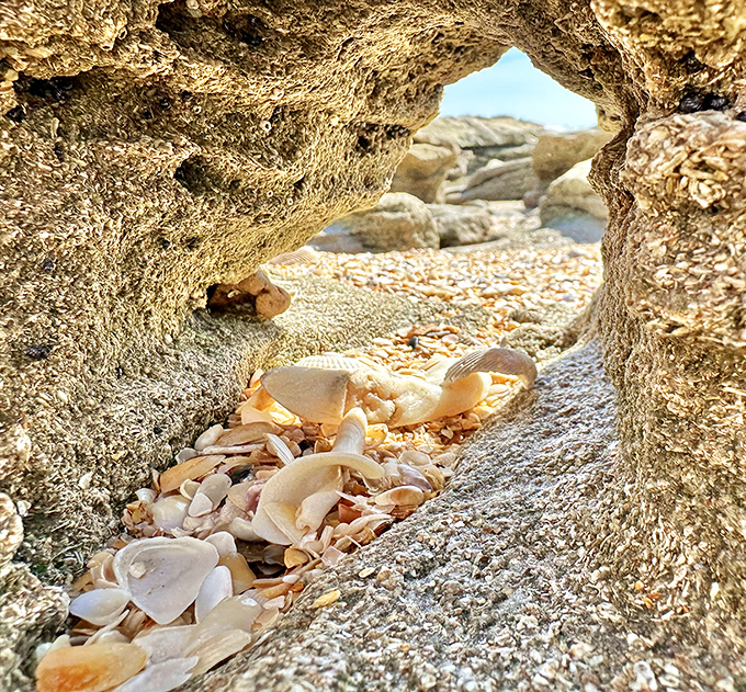 Nature creates perfect display cases for seashell collections, proving sometimes the smallest treasures make the biggest impression.