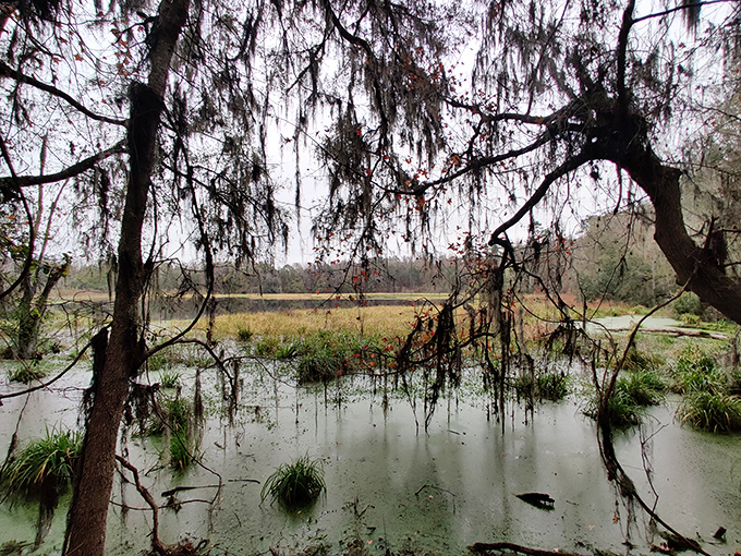 Reflections dance on still waters as cypress knees emerge like woodland creatures from this serene swamp setting.