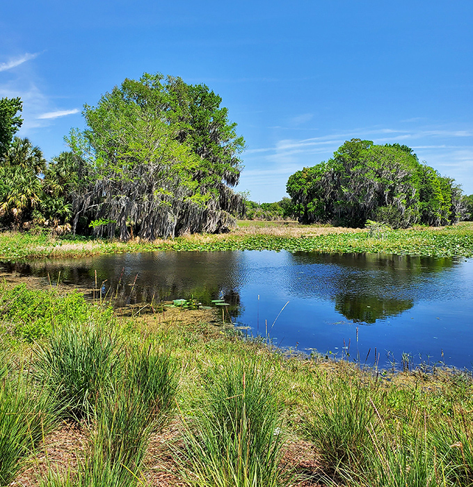 Cypress trees stand sentinel along the wetlands, their knobby "knees" poking up like curious neighbors peeking over a fence.