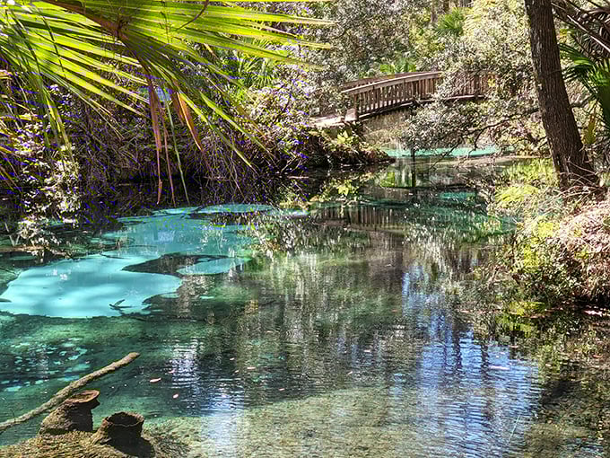 Ocala National Forest's springs create perfect swimming holes surrounded by ancient trees and native plants.