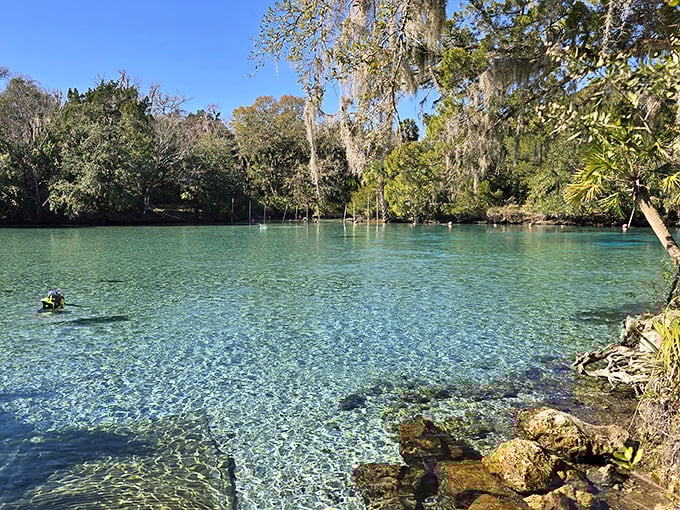 Swimmers enjoy the refreshing waters of Ocala National Forest's springs, where the water stays 72 degrees year-round.