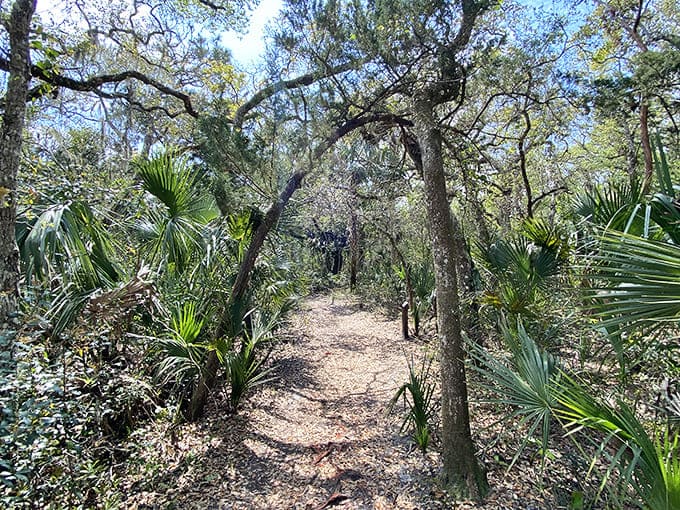 Sandy paths wind through ancient dunes where twisted oaks create natural sculptures against the coastal sky.