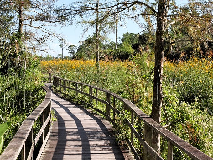 A winding wooden boardwalk cuts through Corkscrew Swamp's ancient cypress forest, creating a pathway that seems to float above the wetlands.