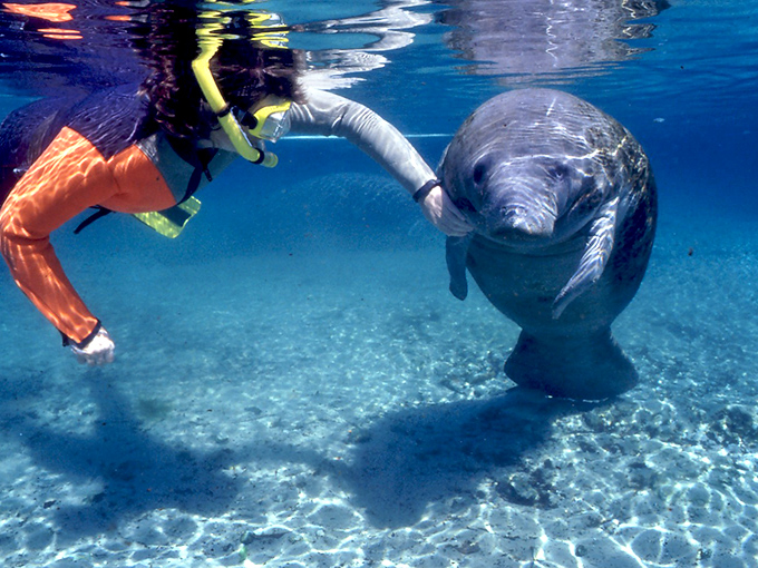 A magical underwater moment as a snorkeler reaches out to greet a curious manatee in Homosassa's crystal-clear waters. These gentle sea cows are surprisingly graceful dancers beneath the surface.