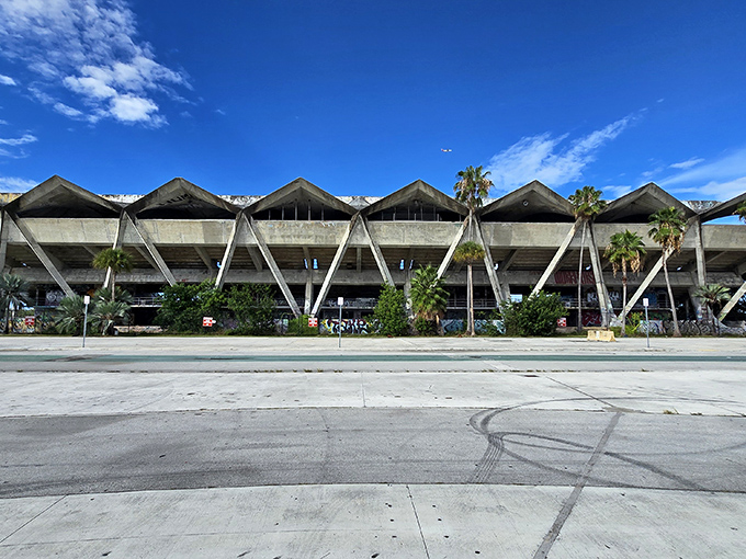 The zigzag roof of Miami Marine Stadium cuts a dramatic silhouette against the blue Florida sky, like a concrete dinosaur basking in the sunshine.
