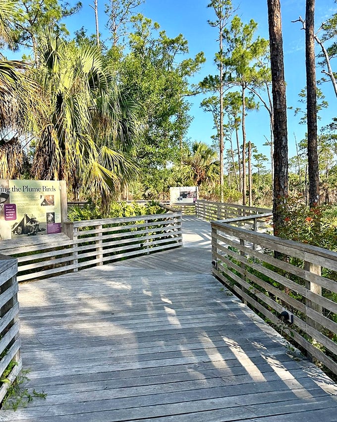 Sunlight filters through palm fronds and pine trees along the boardwalk, creating dappled shadows on this accessible trail through Florida's wild heart.