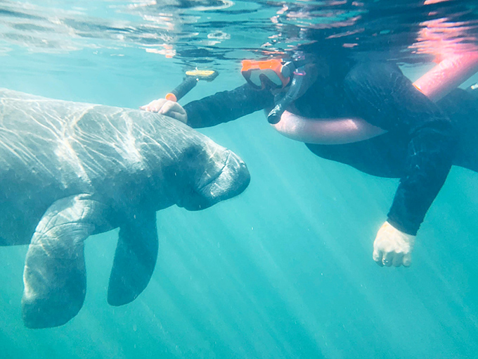 Close encounter of the manatee kind! This gentle giant seems as curious about the snorkeler as the snorkeler is about it. Florida's natural wonders don't get more personal than this.