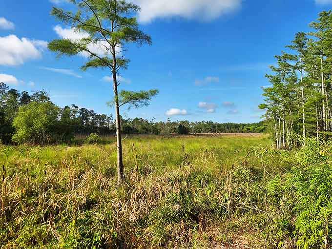 Open prairies meet towering pines in this landscape that proves Florida has more tricks up its sleeve than beaches.