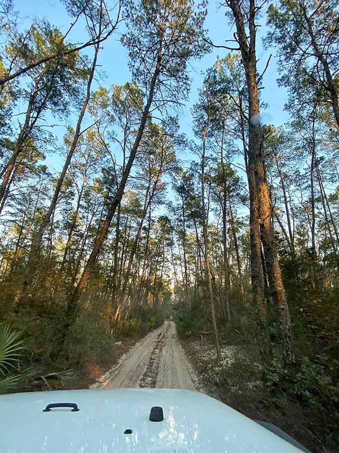These forest roads invite exploration with the kind of enthusiasm usually reserved for finding extra fries at the bottom of the bag.