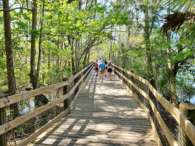 Nature's corridor invites exploration as this wooden boardwalk cuts through lush mangroves, offering glimpses of Florida's coastal ecosystem.