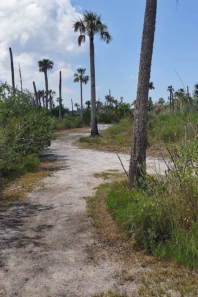 Palm-lined paths wind through natural Florida landscape, inviting leisurely strolls through this peaceful sanctuary.
